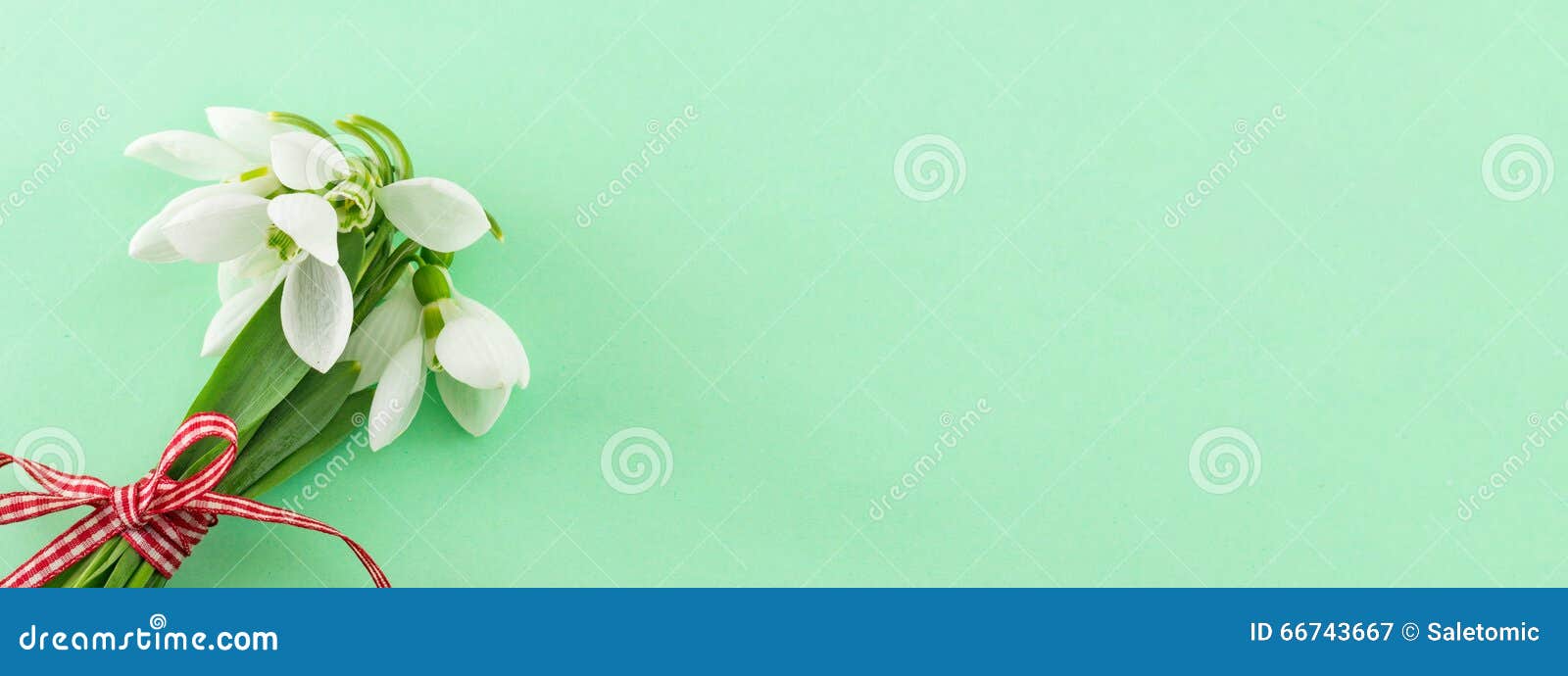 Spring Banner. Fresh Snowdrops Bouquet Stock Image - Image of fresh ...