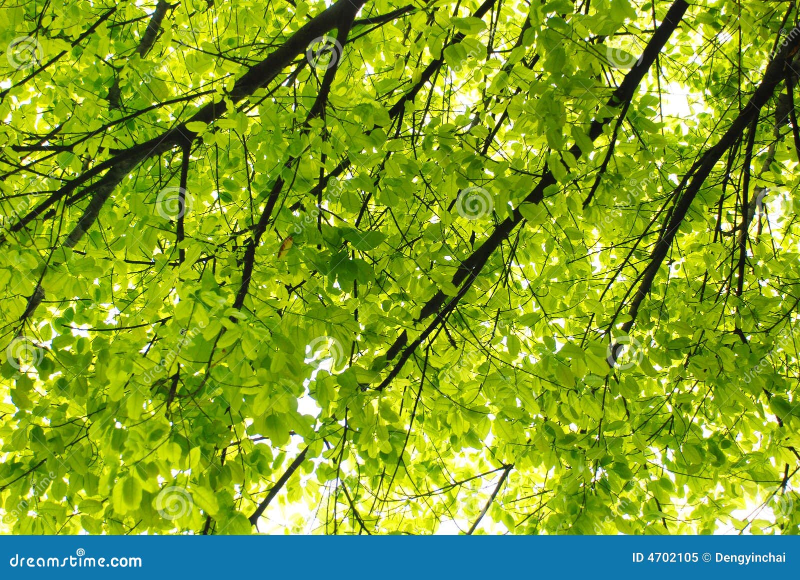 Spring banyan tree stock image. Image of banyan, delicate - 4702105