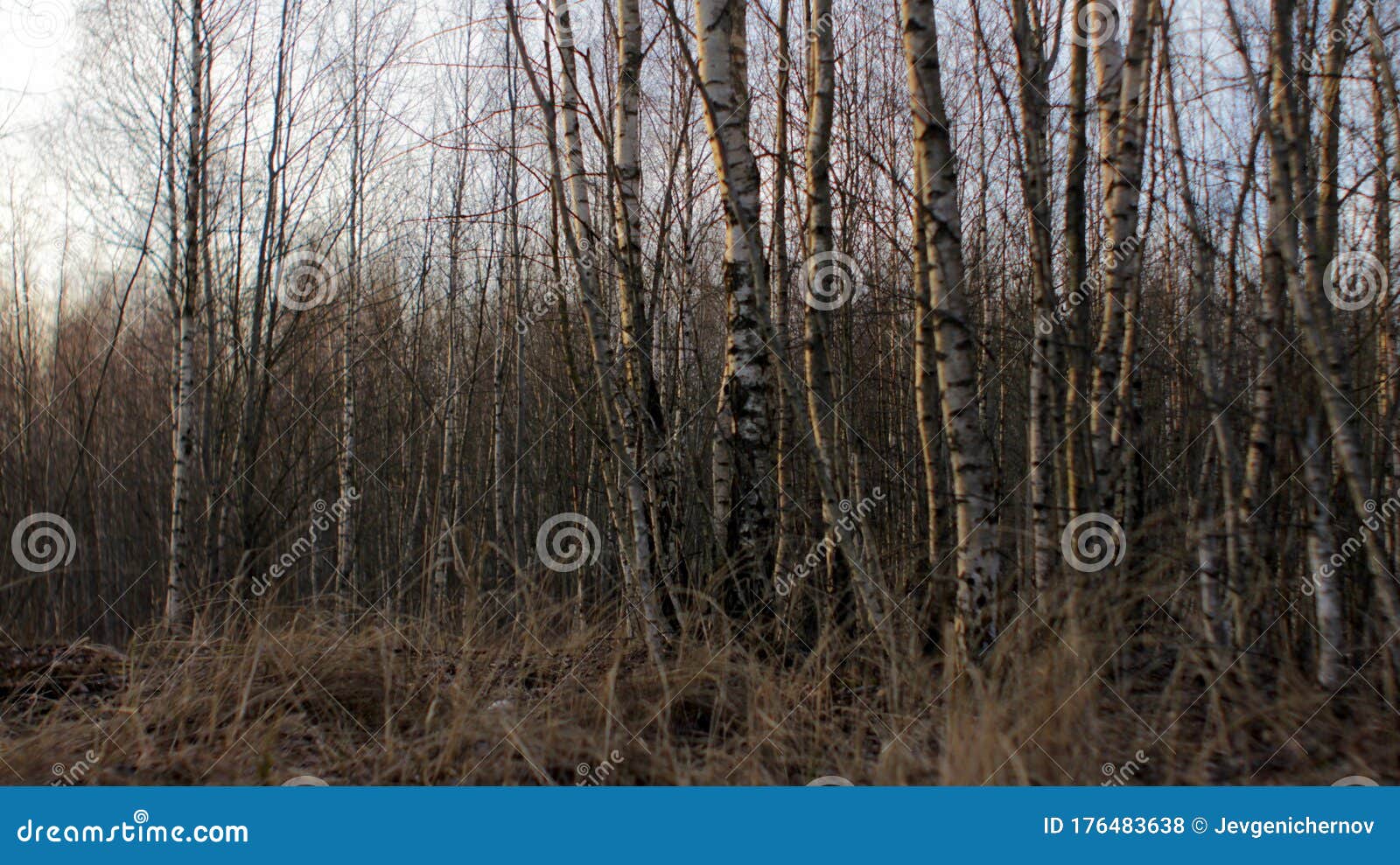 Birch Grove in Early Spring Sunset Stock Photo - Image of colorful ...
