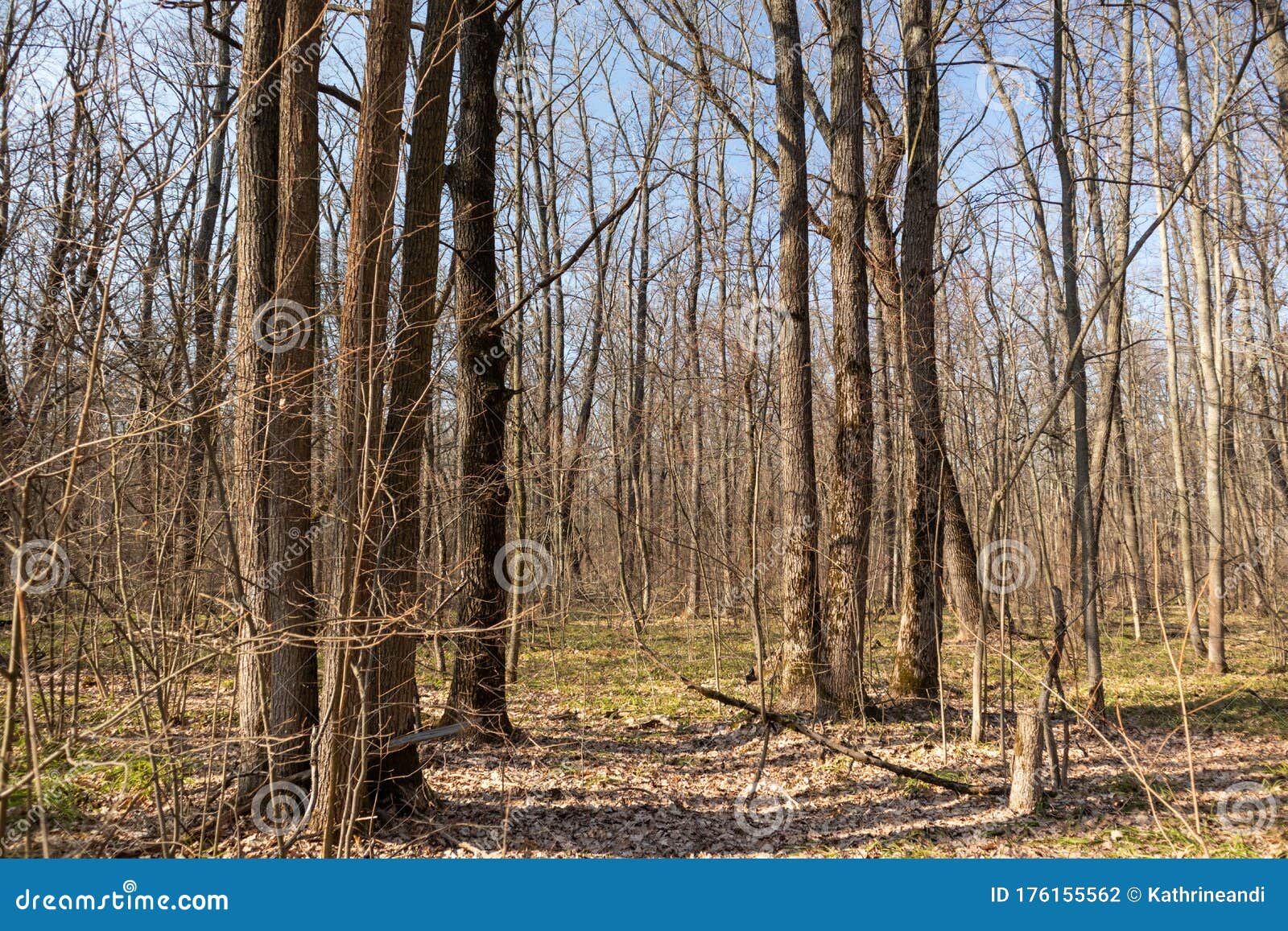 Spring Bare Trees Forest Blue Sky, Branches View Stock Photo - Image of ...
