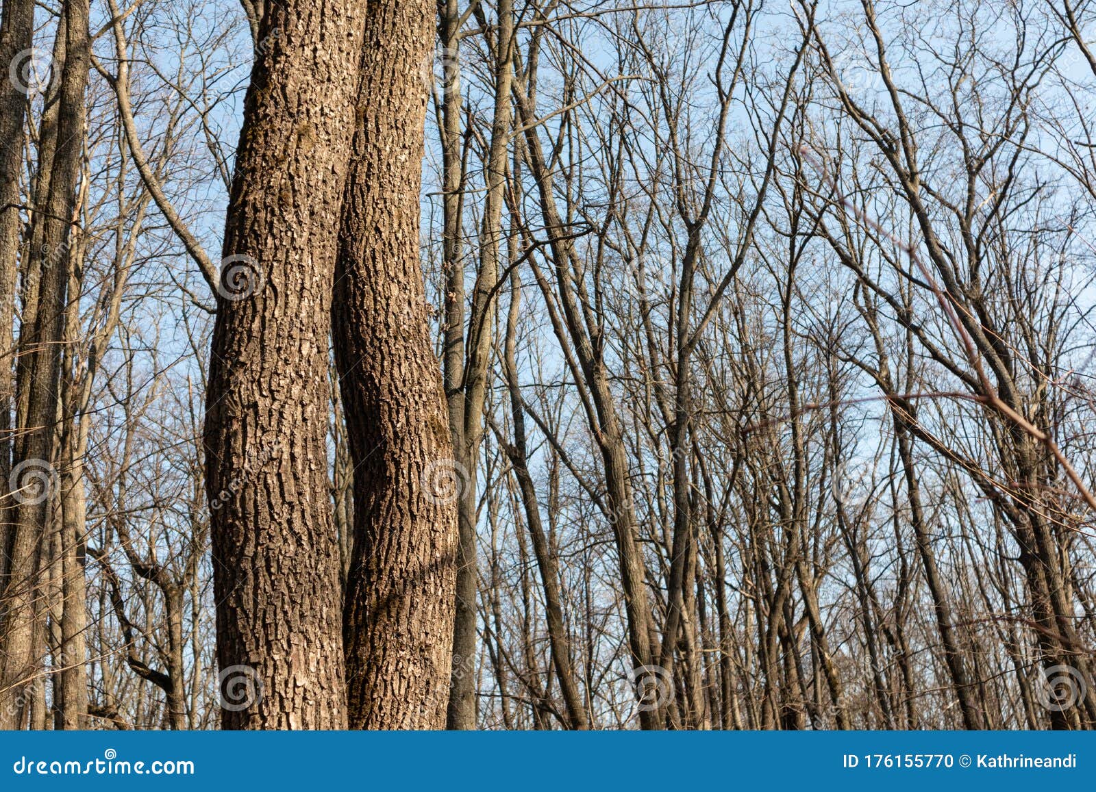 Spring Bare Trees Forest Blue Sky, Branches View Stock Photo - Image of ...