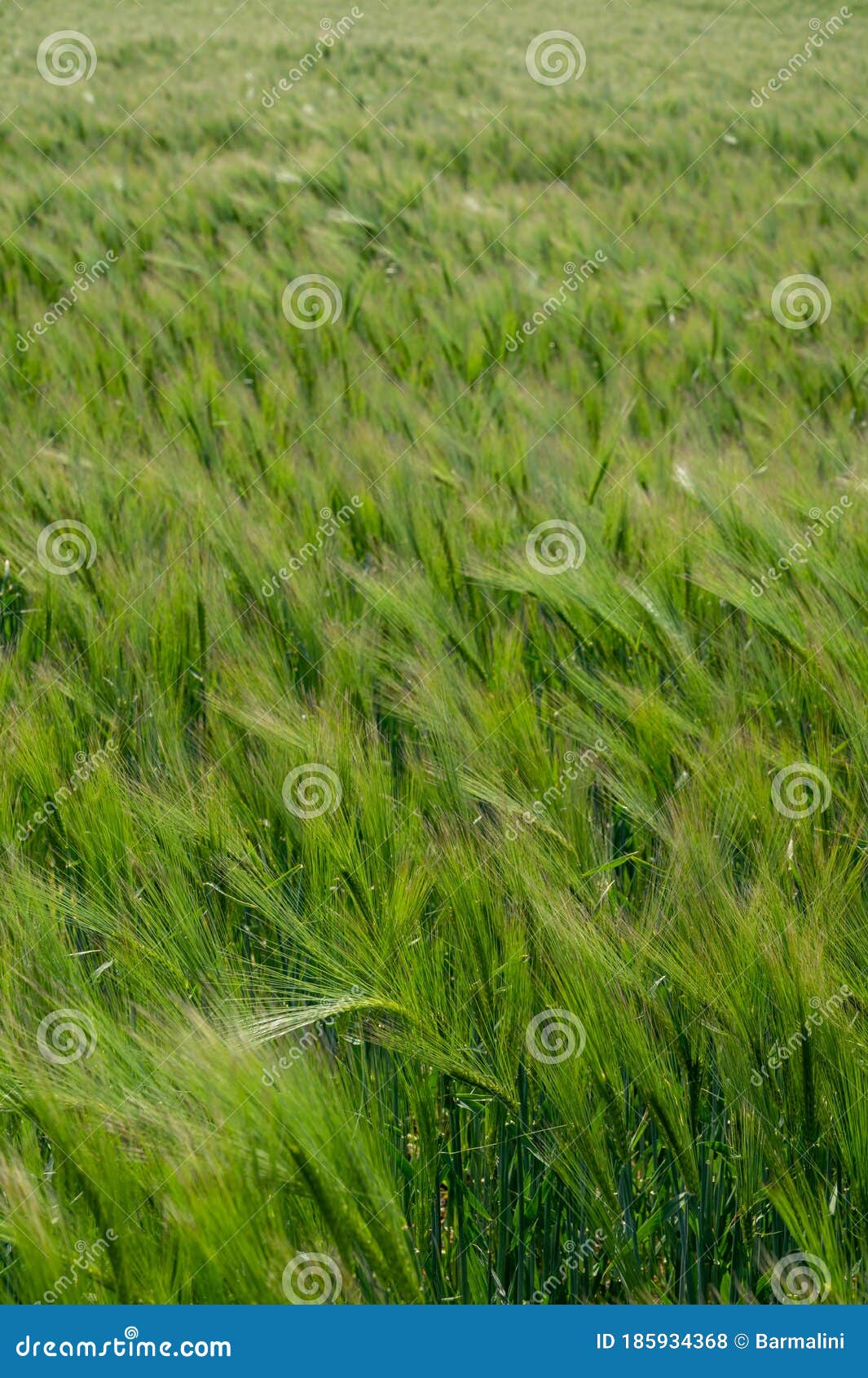 Spring Barley Grain Fields with Unripe Green Crops Stock Photo - Image ...