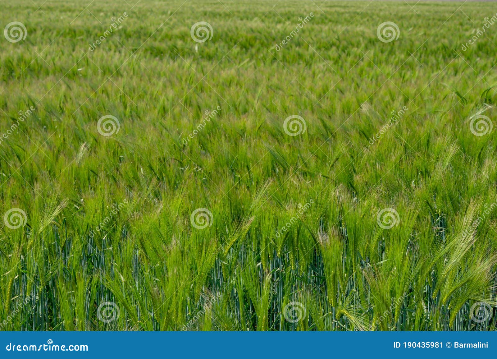Spring Barley Grain Fields with Unripe Green Crops Stock Image - Image ...