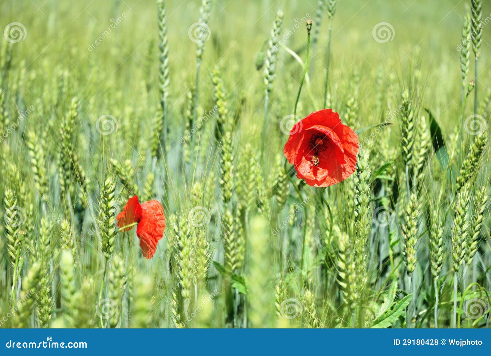 Spring Barley Green Field stock photo. Image of flora - 29180428