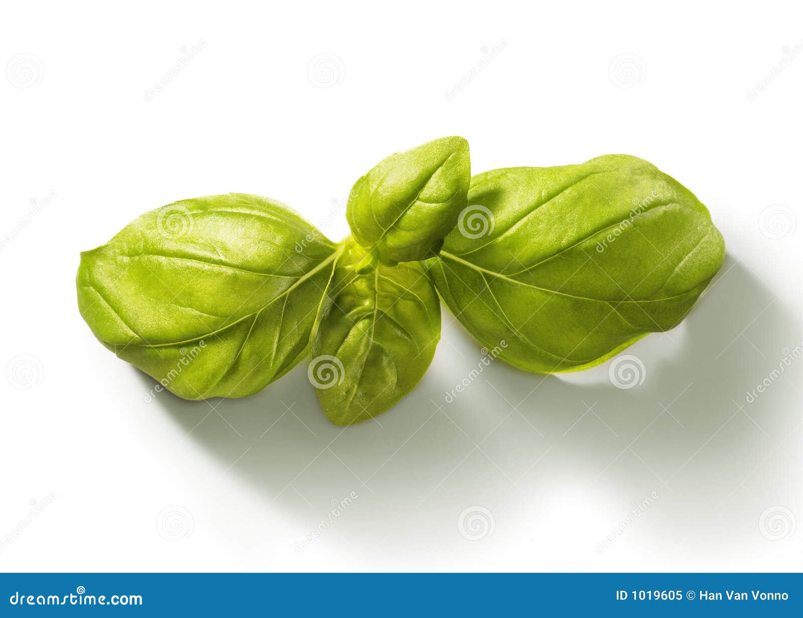 Spring of basil in the sun stock image. Image of healthy - 1019605