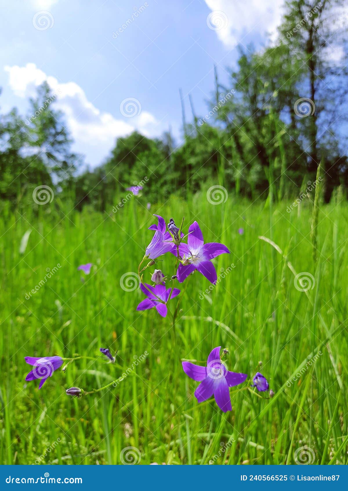 Spring Beatiful Flowers and Green Grass Stock Image - Image of herb ...