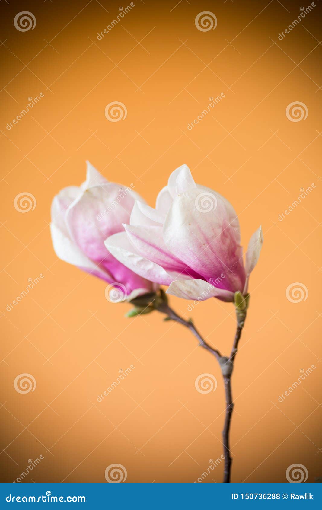 Spring Beautiful Blooming Magnolia on a Orange Stock Photo - Image of ...