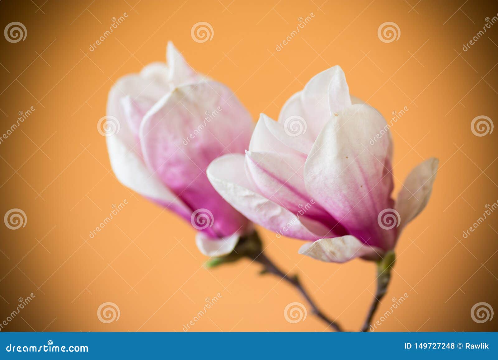 Spring Beautiful Blooming Magnolia on a Orange Stock Photo - Image of ...