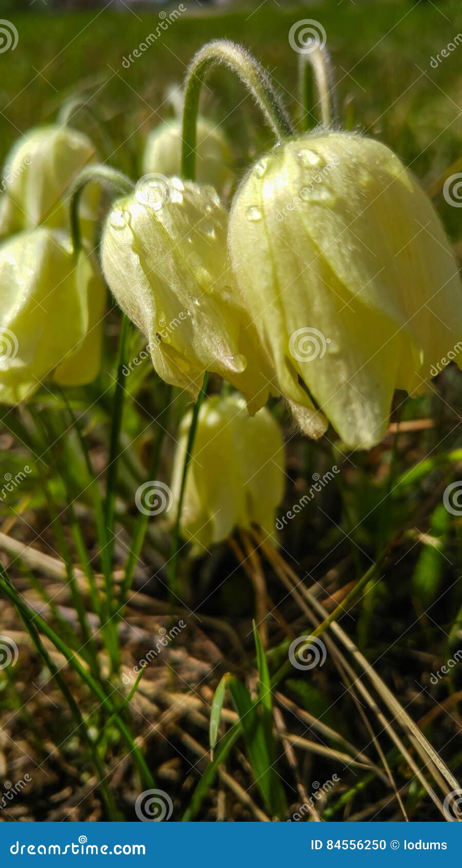 Spring Beautiful Close Pale Yellow Pasque Flowers with Rain Drop Stock ...