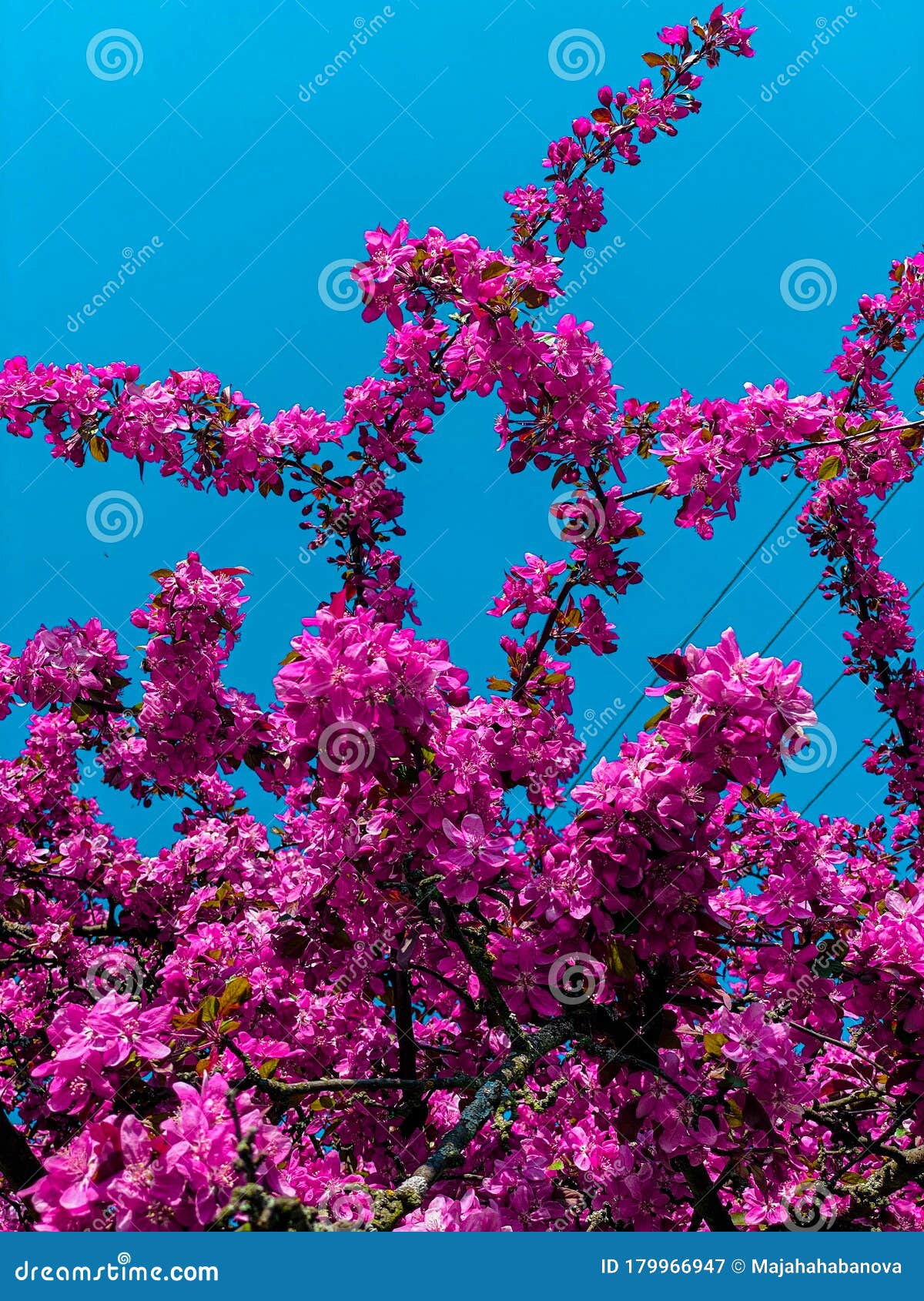 Spring walk and flower stock image. Image of water, blue - 179966947