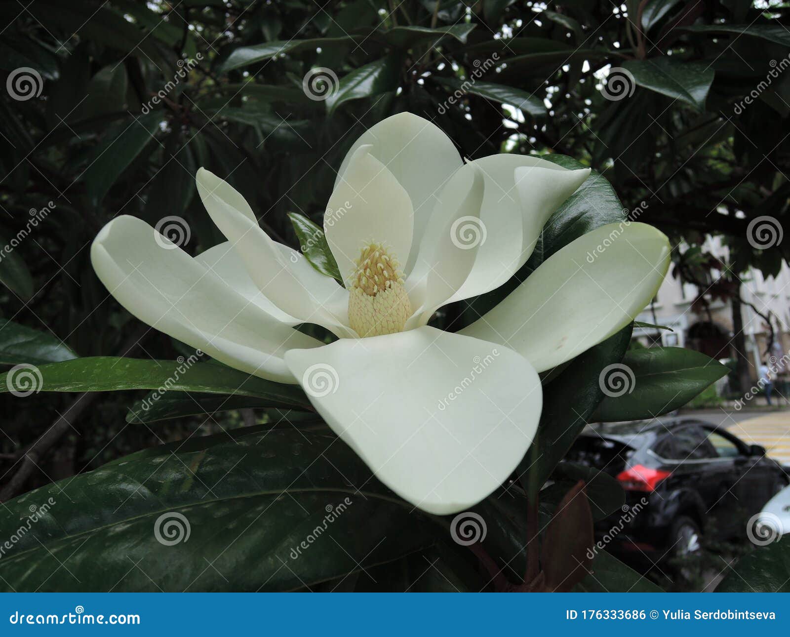 Spring Beautiful Magnolia Tree White Flower in City Stock Photo - Image ...