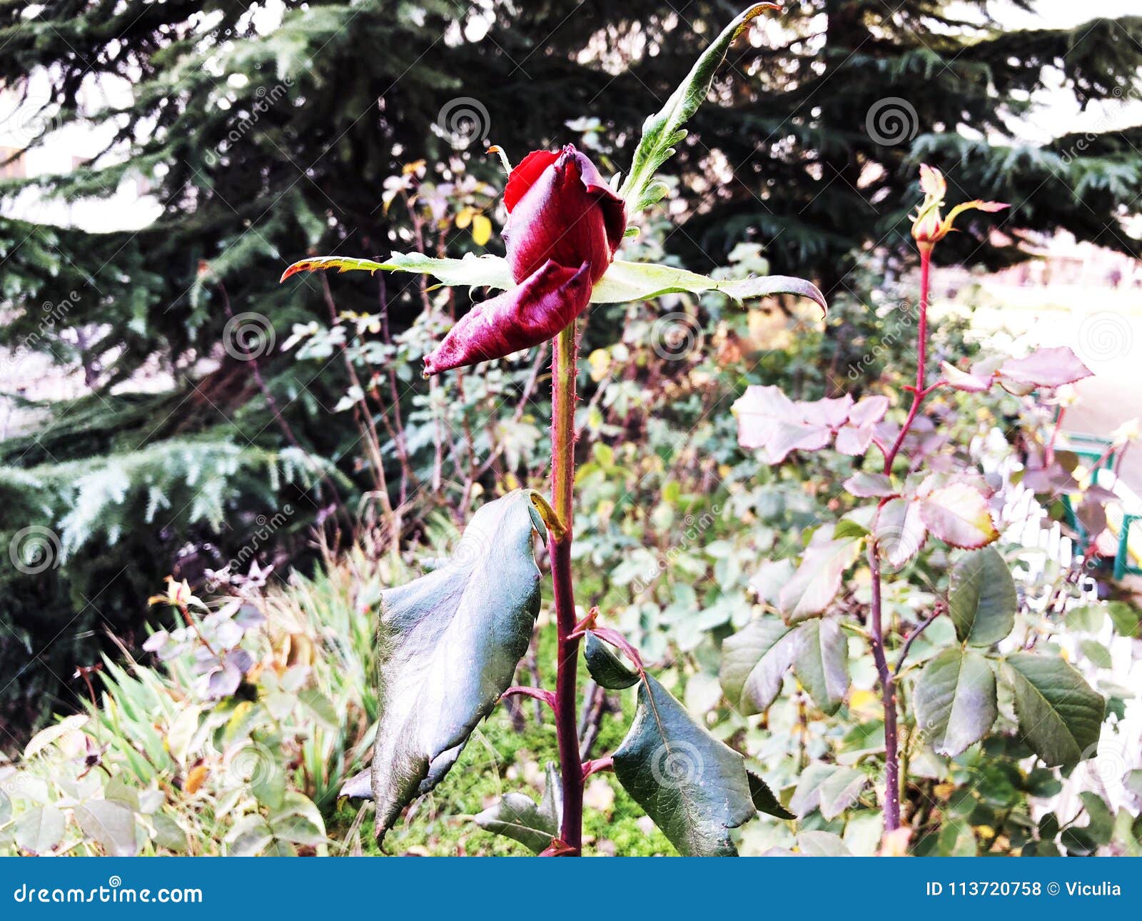 Spring with a Beautiful Red Rose on the Background of Green Grass and ...