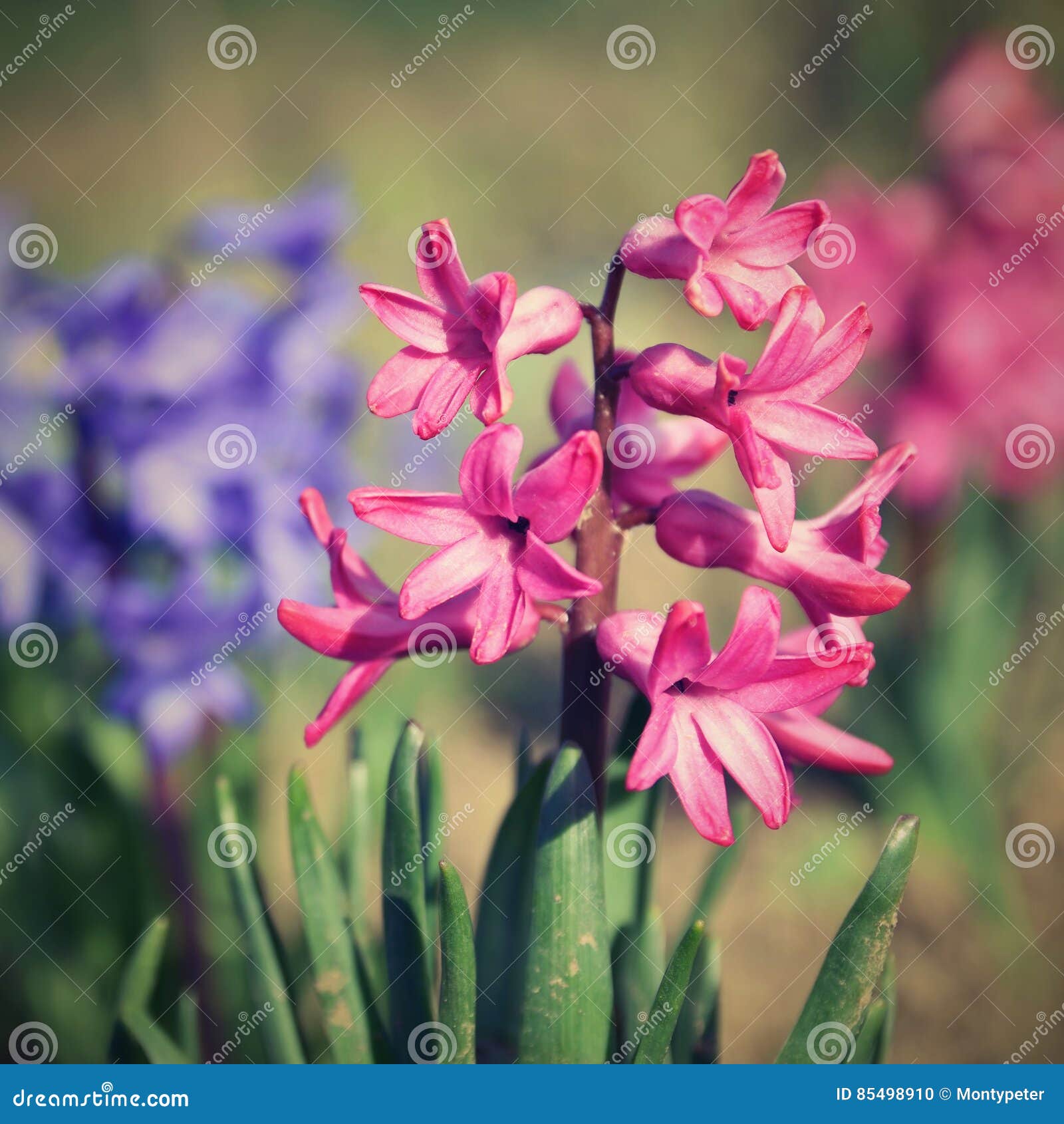 Spring and Beautifully Blooming Flowers - Hyacinth. Stock Photo - Image ...