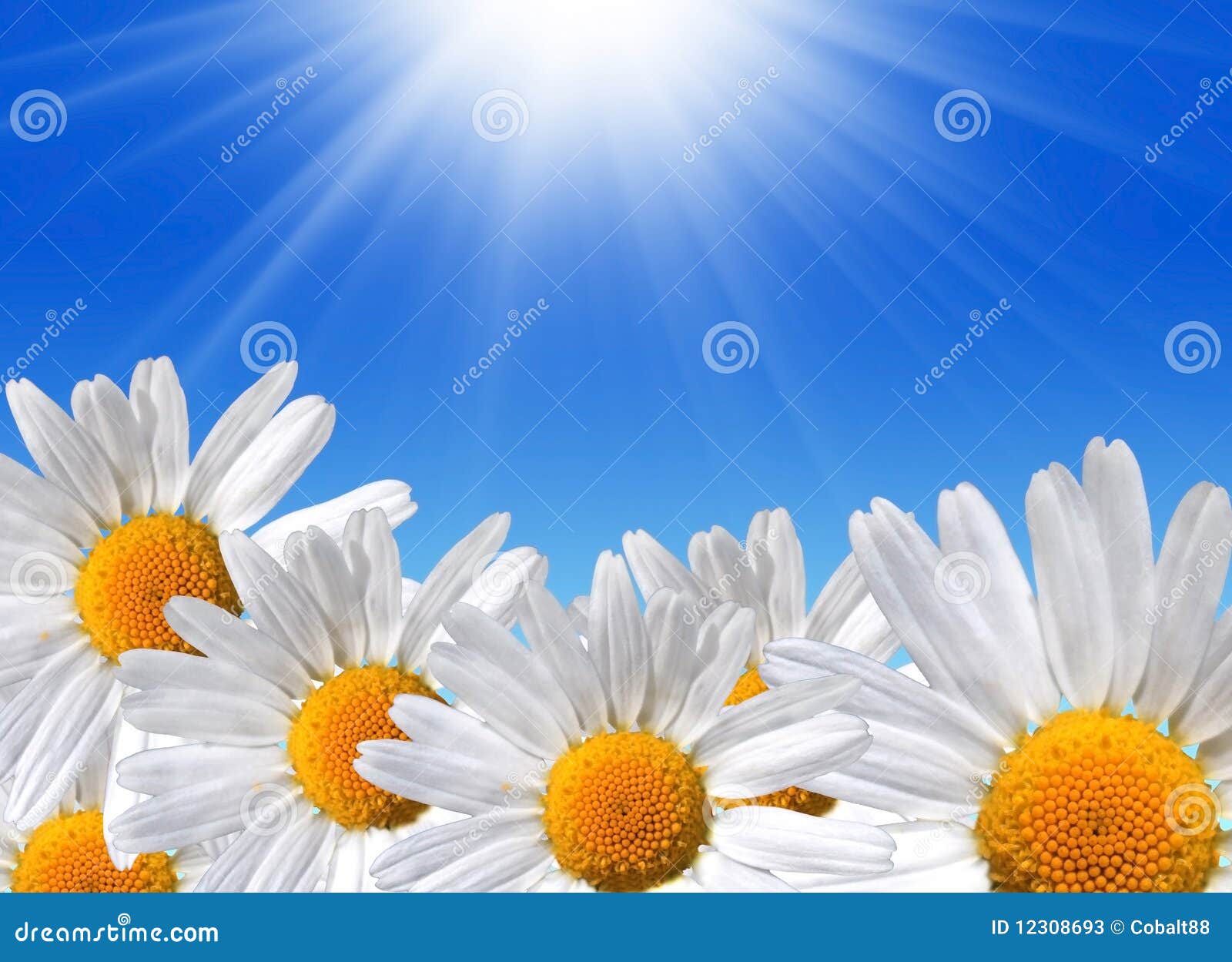 Spring beauty stock image. Image of nature, florist, flora - 12308693