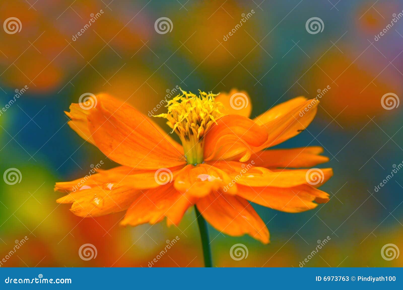 Spring Beauty stock image. Image of plant, exotic, beauty - 6973763