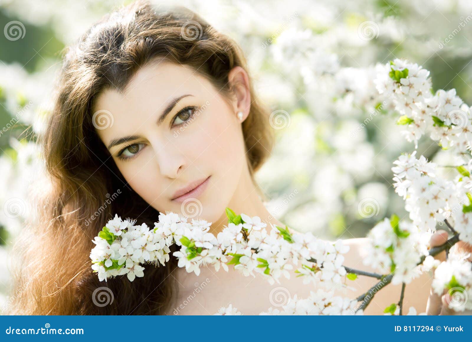 Spring beauty stock photo. Image of cherry, bloom, nature - 8117294