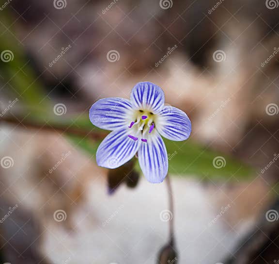 Spring Beauty Flower in the Forest Stock Photo - Image of landscape ...