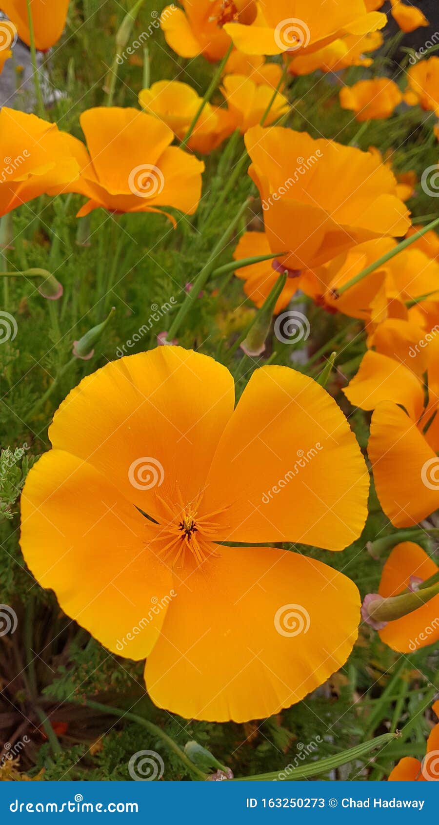 Spring beauty flower stock image. Image of flowers, beauty - 163250273