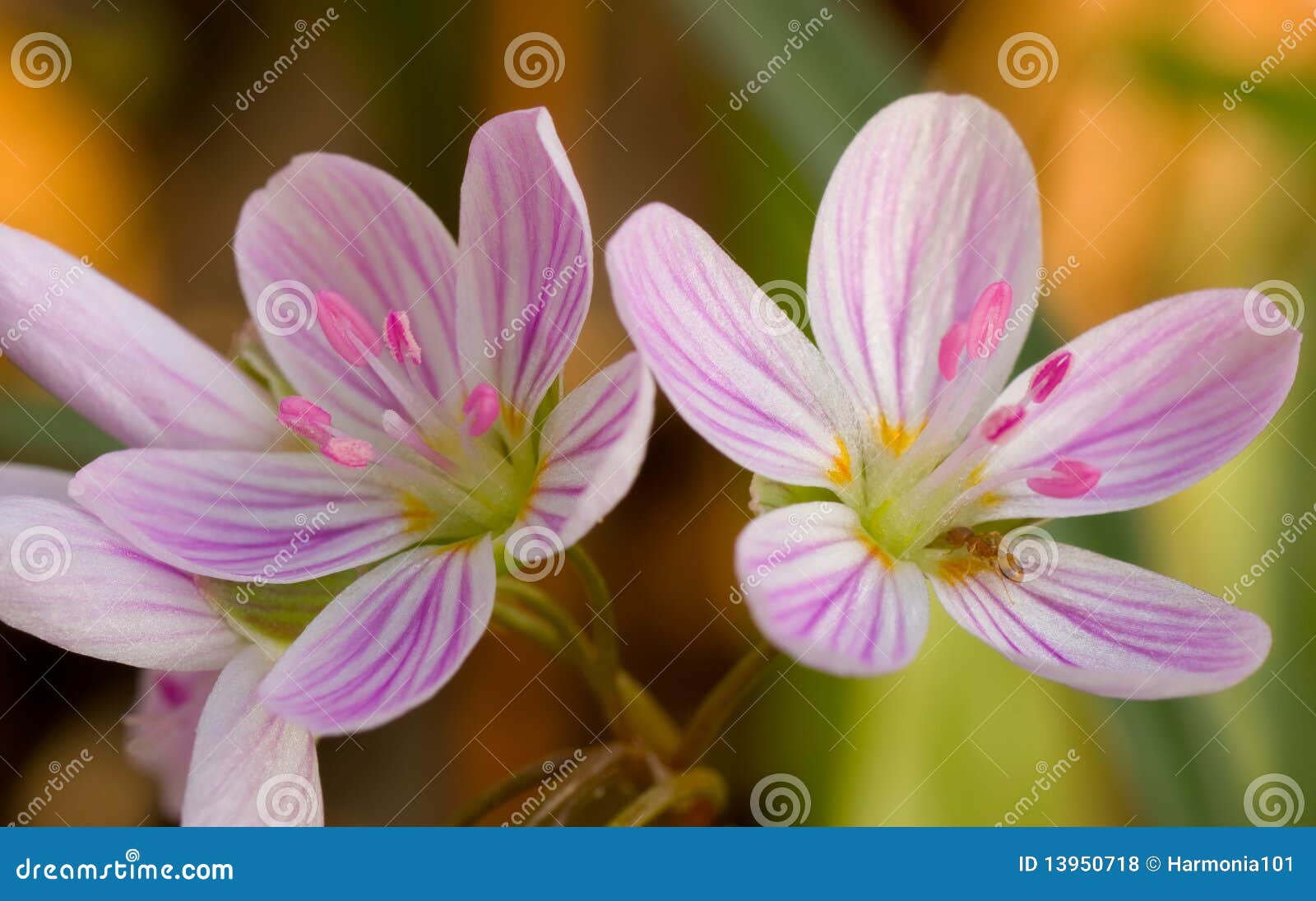 Spring beauty flowers stock photo. Image of flower, field - 13950718