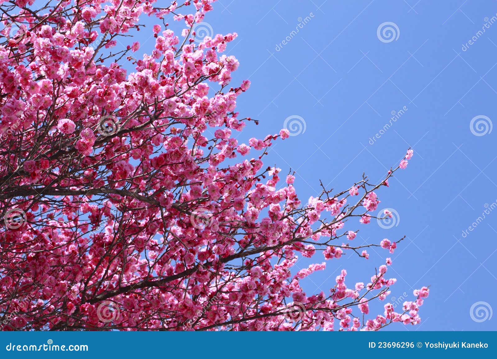Spring beauty in japan stock photo. Image of environment - 23696296