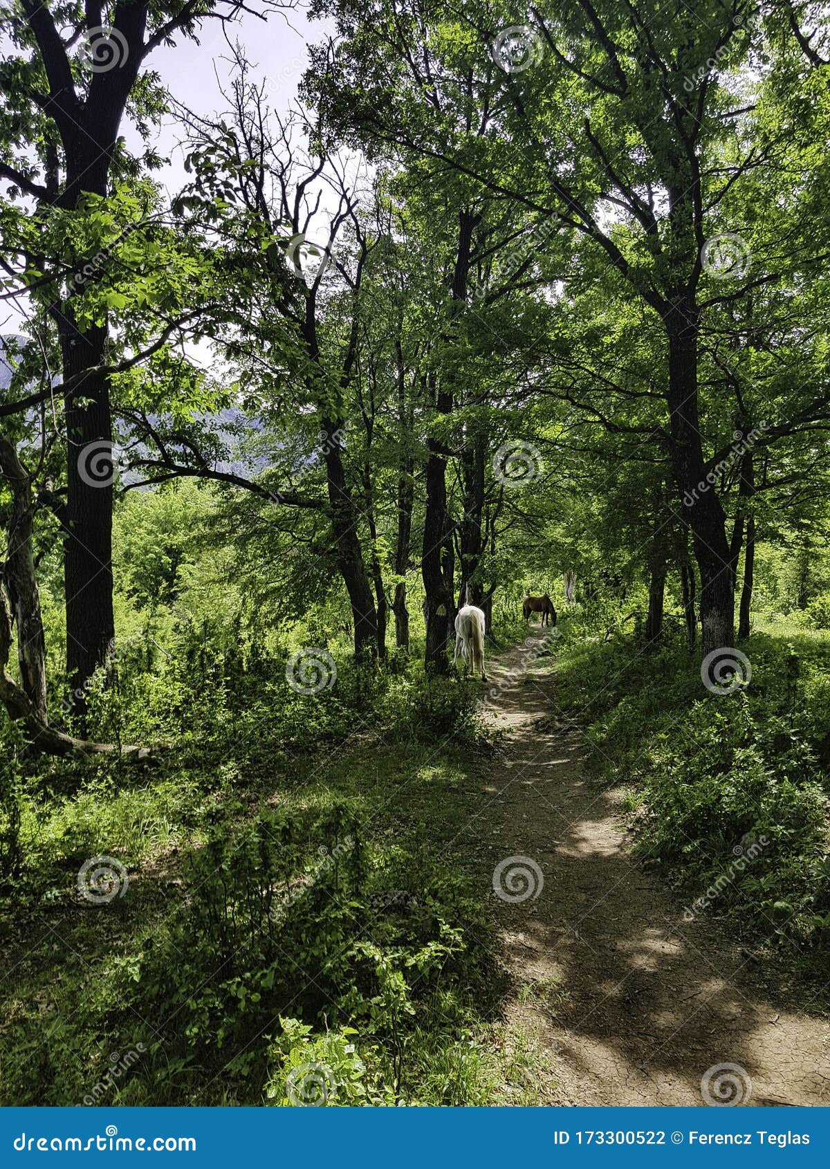 Spring Beauty, Raw Greens, Spring Break Stock Photo - Image of ...