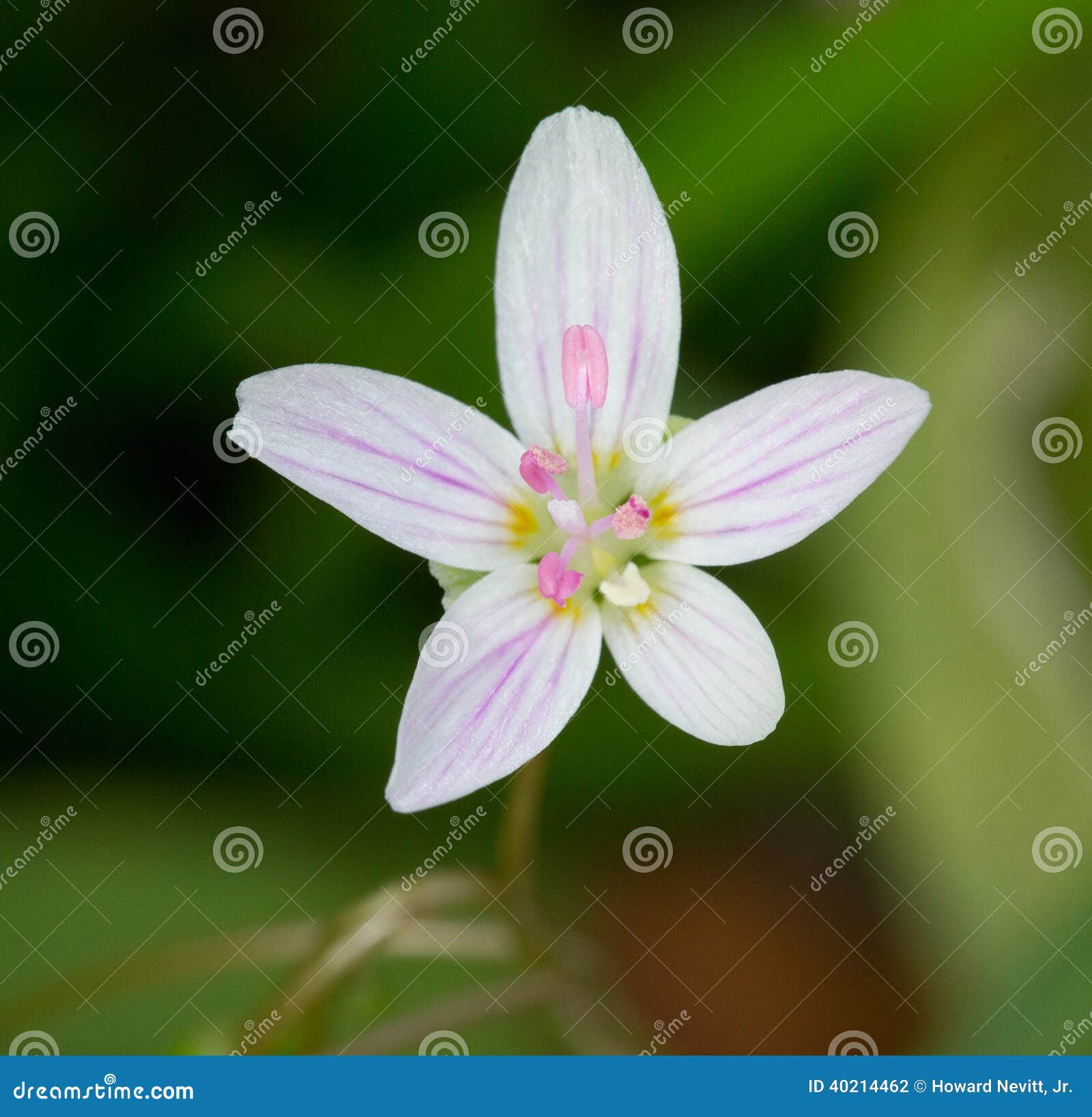 Spring beauty wildflower stock photo. Image of wildflower - 40214462