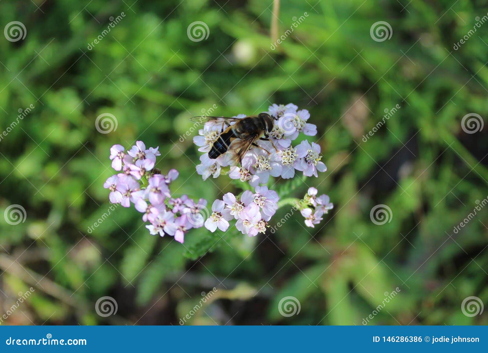 Spring bee stock photo. Image of breeze, blossom, spring - 146286386