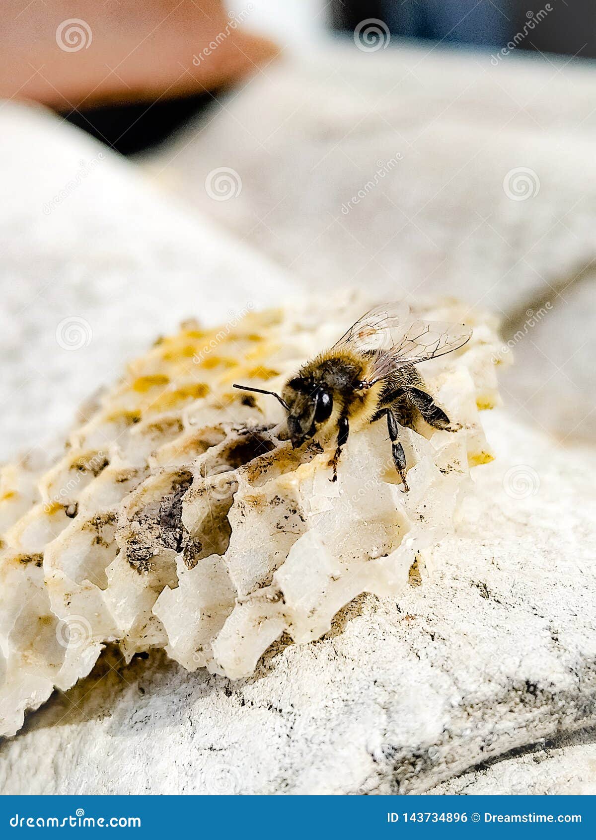 Bee on honey comb stock photo. Image of close, animal - 143734896