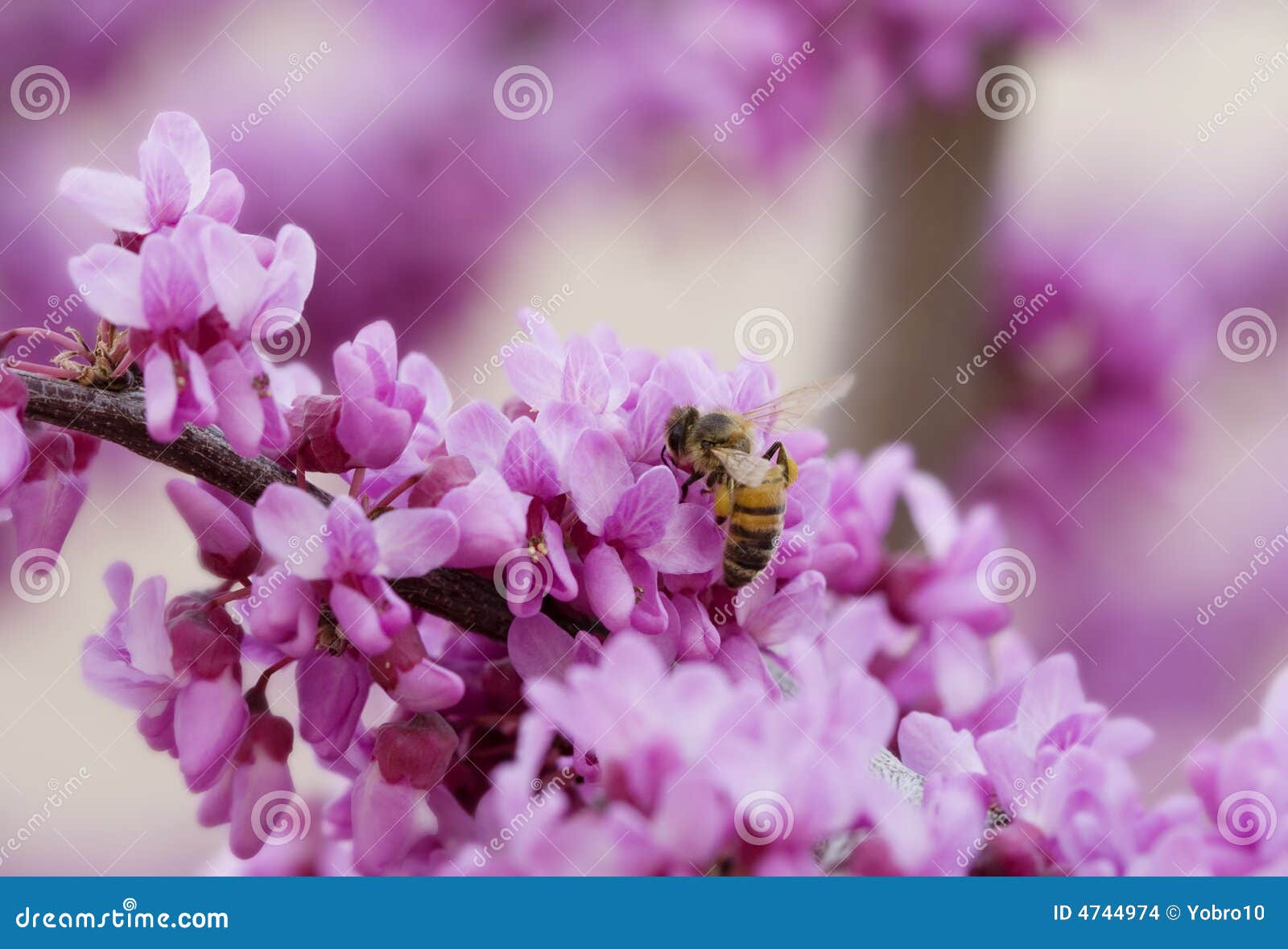 Spring Bee on flower stock photo. Image of season, bumble - 4744974