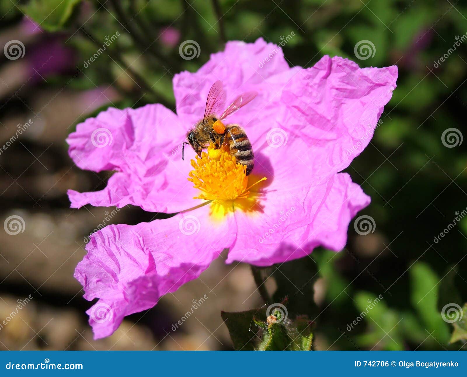 Spring Bee and Flower stock photo. Image of garden, scent - 742706