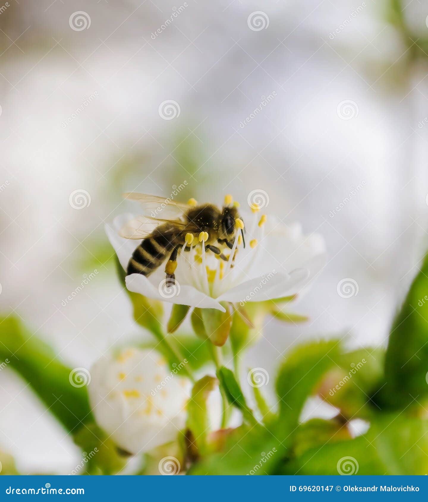 Spring and bee stock image. Image of agriculture, queen - 69620147