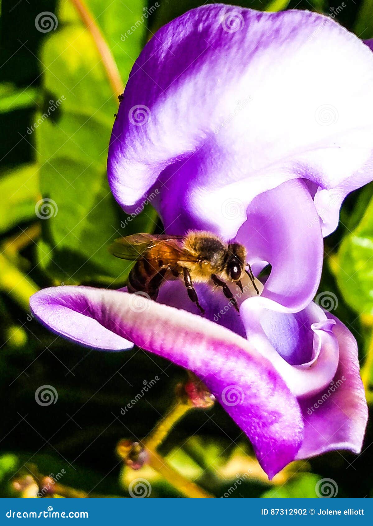Spring bee stock photo. Image of spring, nectar, flower - 87312902