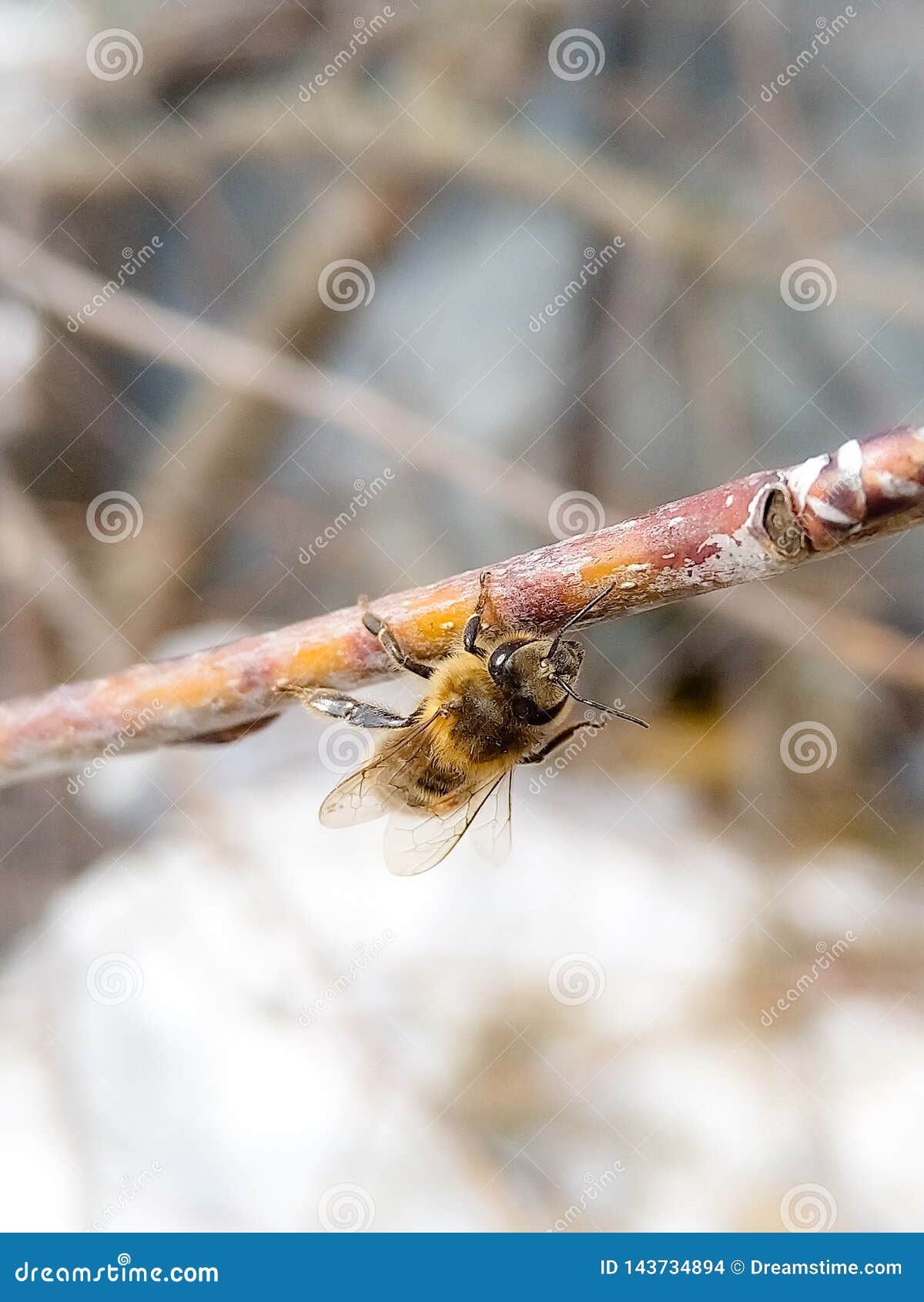 Spring Bee on Young Maple Branch Stock Photo - Image of animal, black ...