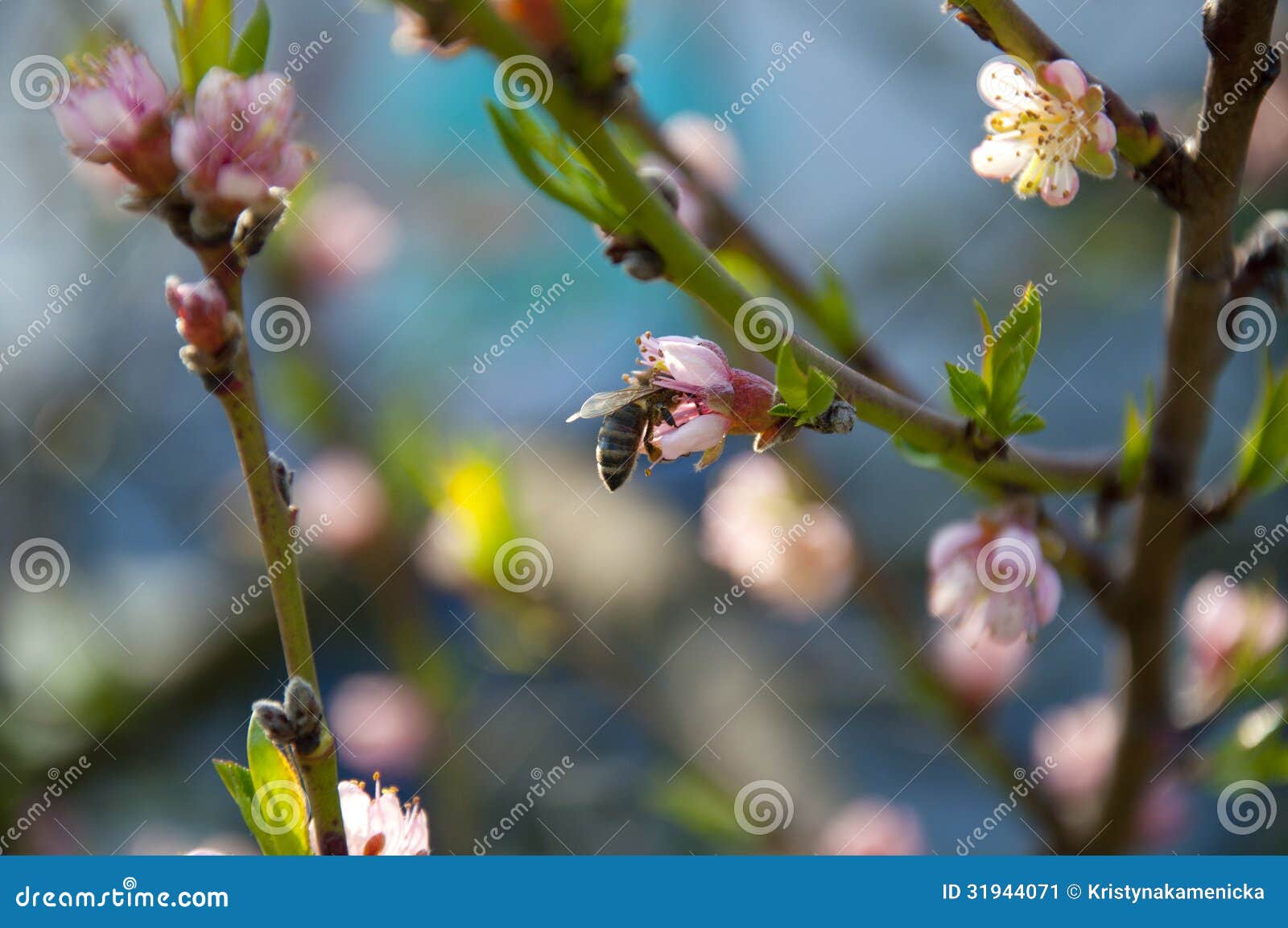 Spring bee on tree stock image. Image of outdoor, nature - 31944071