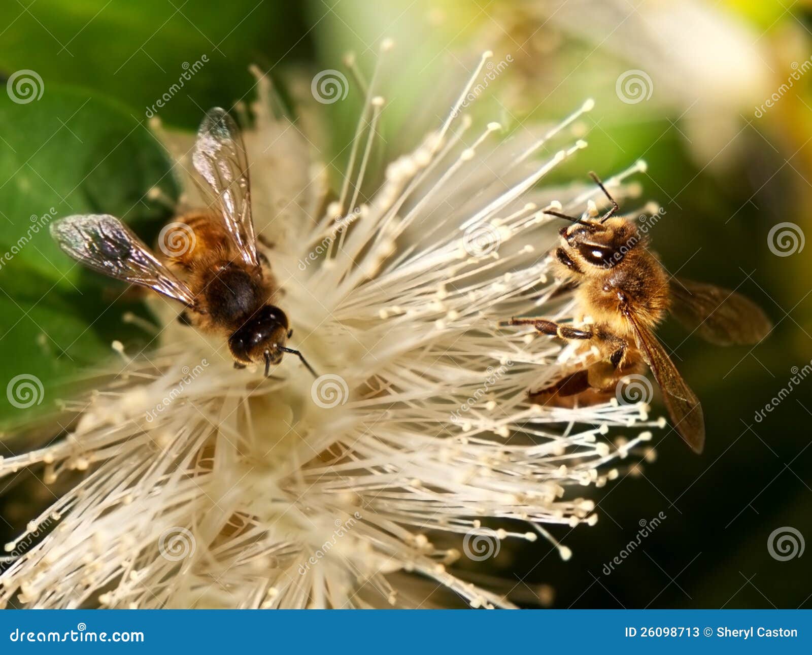 Spring Bee Worker Bees Collect Nectar Stock Image - Image of insect ...