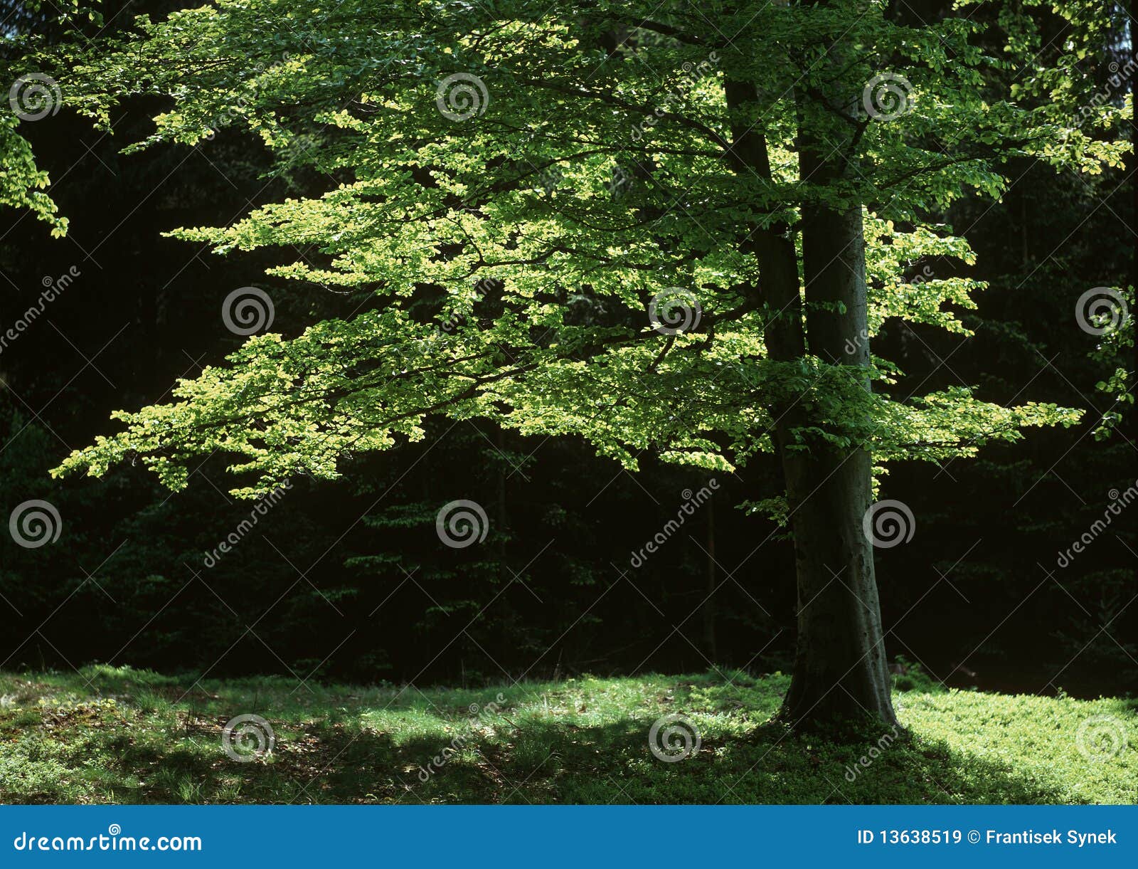 Spring Beech in Back Lichting Stock Image - Image of atmosphere, mood ...