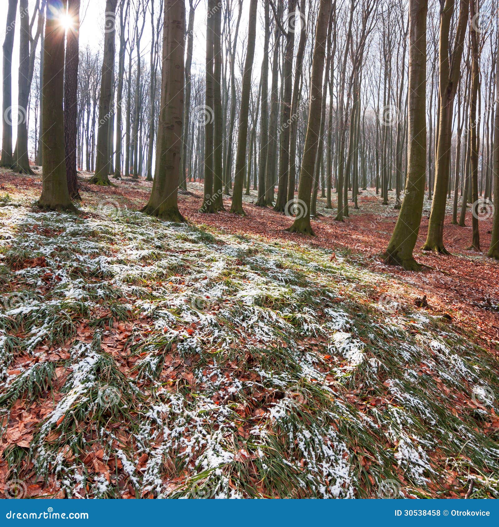 Spring beech forest stock photo. Image of magnificent - 30538458