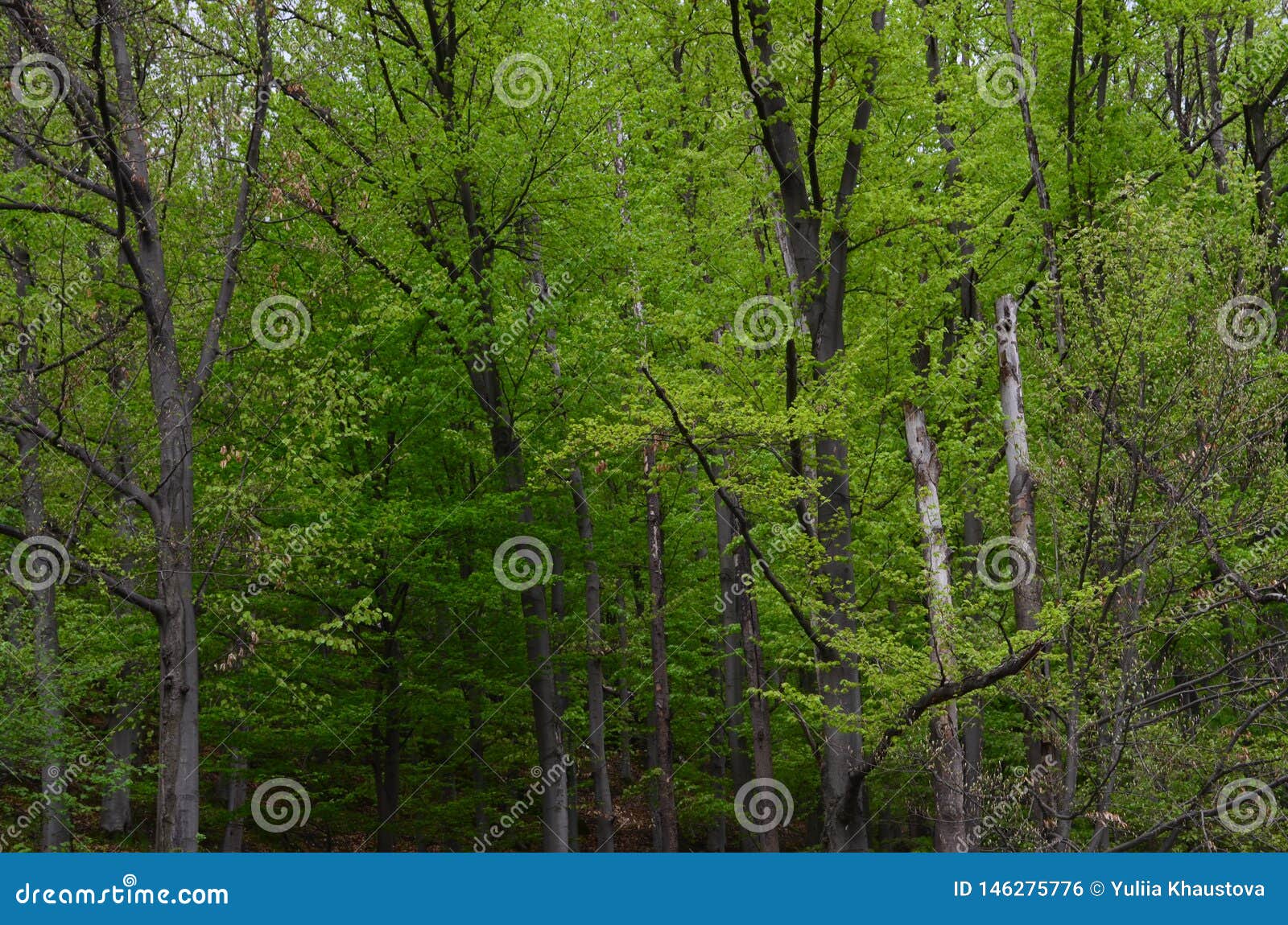 Spring Beech Forest with Fresh Light Green Foliage Stock Photo - Image ...
