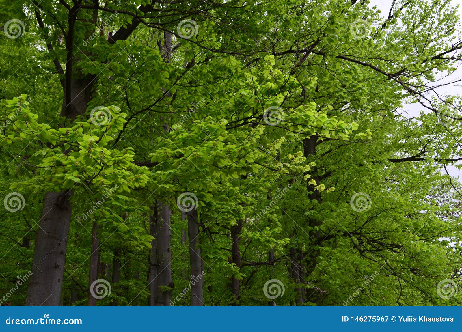 Spring Beech Forest with Fresh Light Green Foliage Stock Image - Image ...