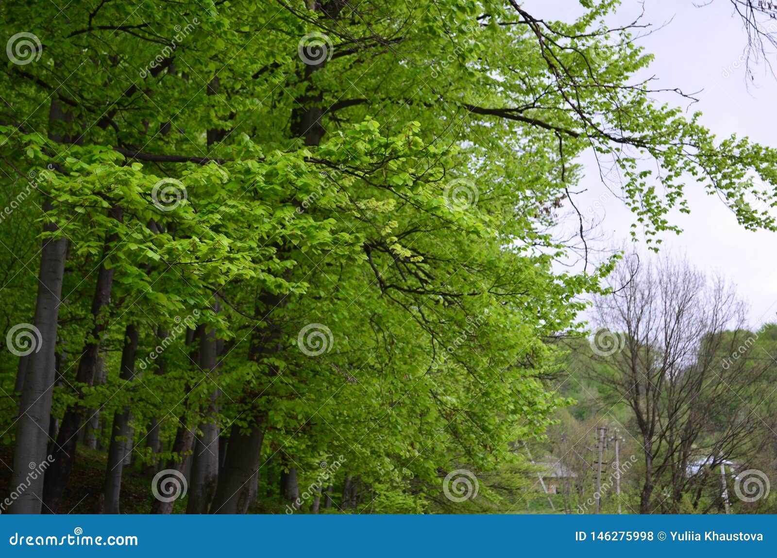 Spring Beech Forest with Fresh Light Green Foliage Stock Photo - Image ...