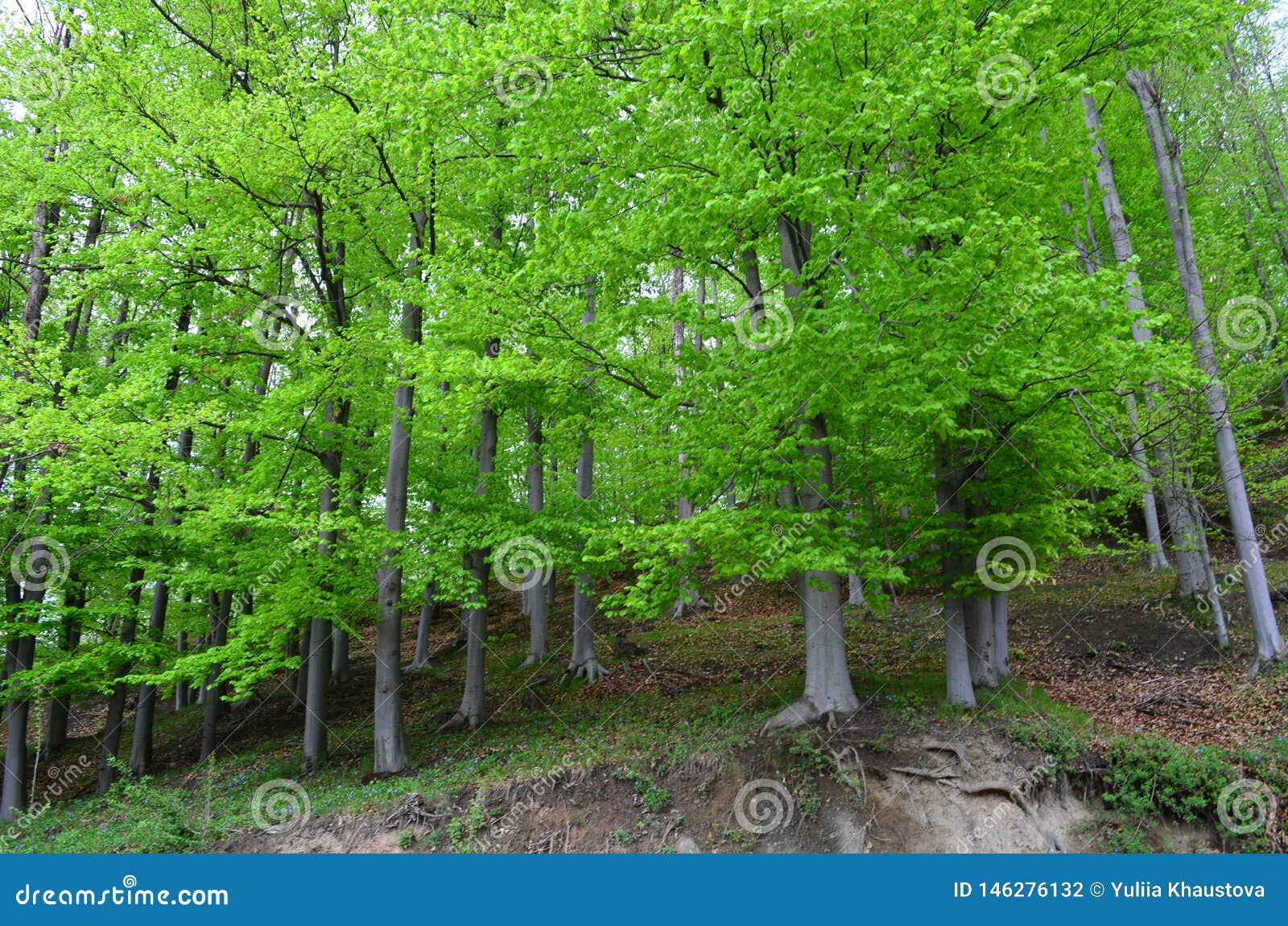 Spring Beech Forest with Fresh Light Green Foliage Stock Photo - Image ...