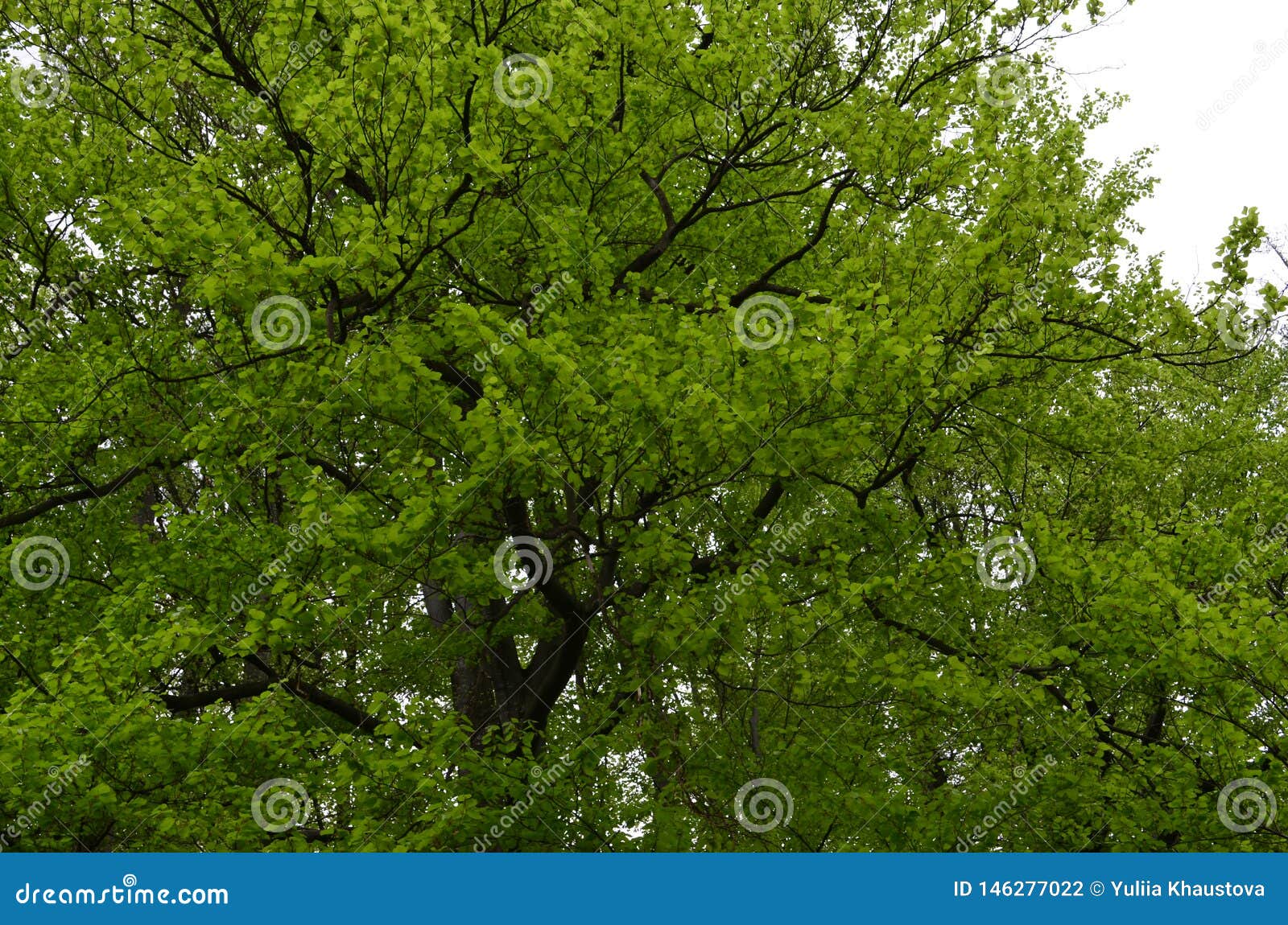 Spring Beech Forest with Fresh Light Green Foliage Stock Photo - Image ...