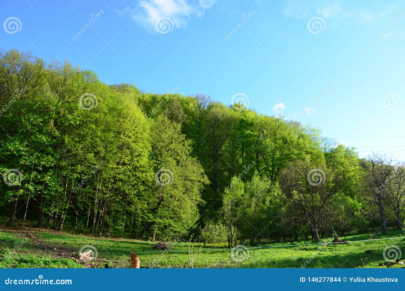 Spring Beech Forest with Fresh Light Green Foliage Stock Photo - Image ...