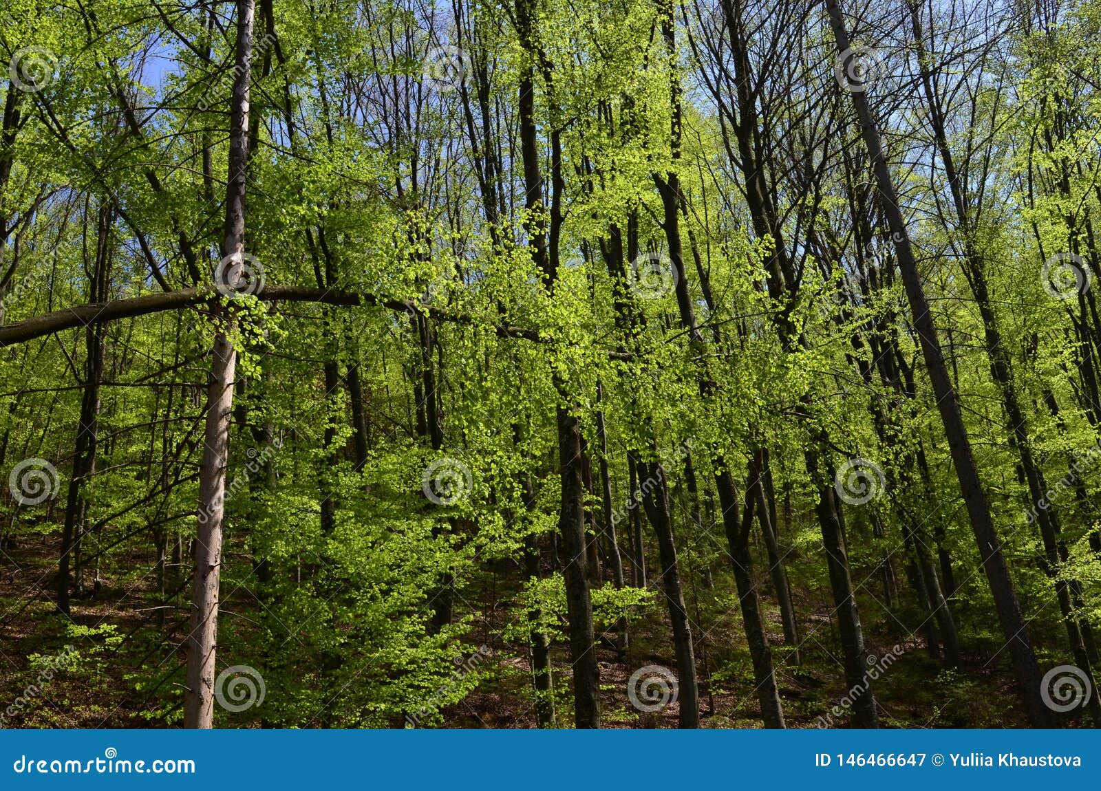 Spring Beech Forest with Fresh Light Green Foliage Stock Image - Image ...