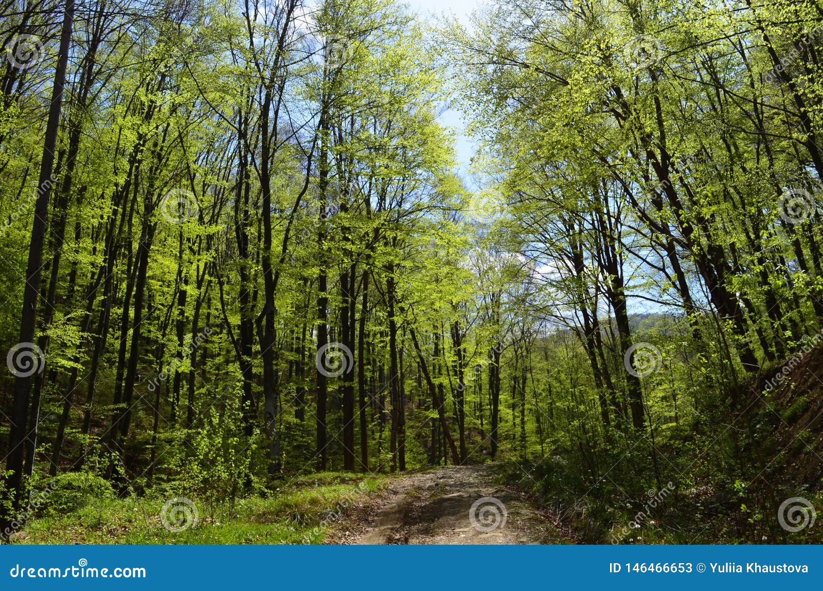 Spring Beech Forest with Fresh Light Green Foliage Stock Image - Image ...
