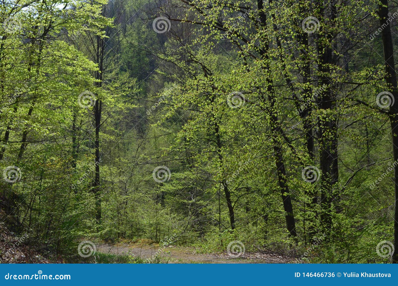 Spring Beech Forest with Fresh Light Green Foliage Stock Photo - Image ...