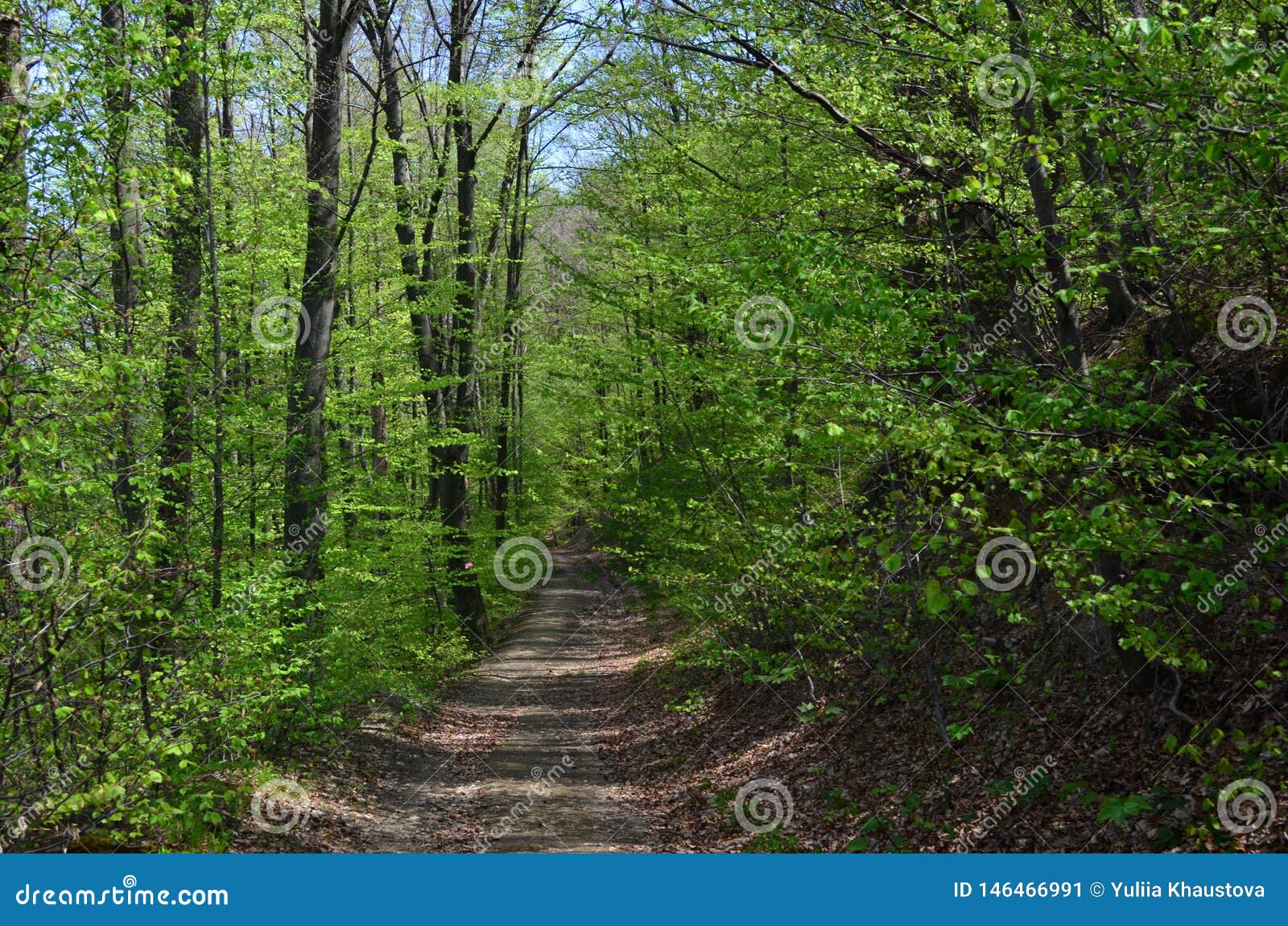 Spring Beech Forest with Fresh Light Green Foliage Stock Image - Image ...