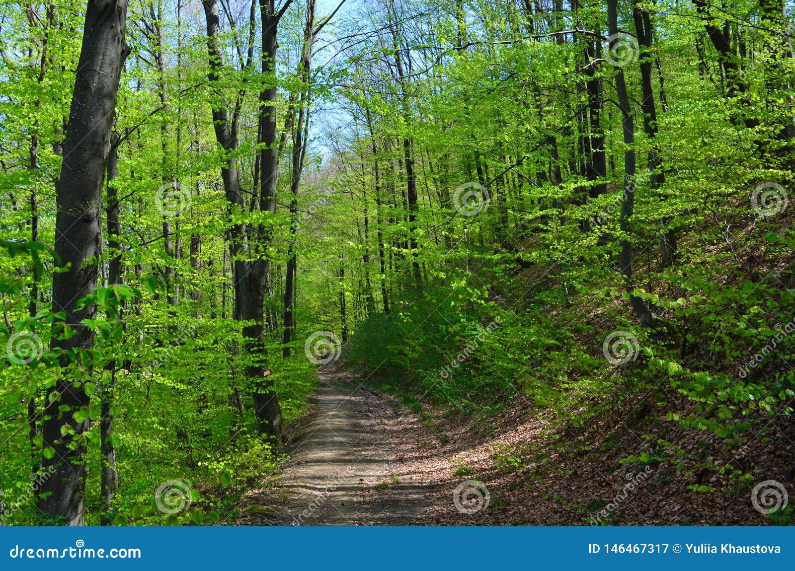 Spring Beech Forest with Fresh Light Green Foliage Stock Image - Image ...