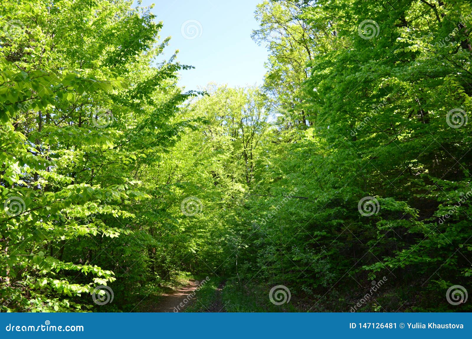 Spring Beech Forest with Fresh Light Green Foliage Stock Image - Image ...