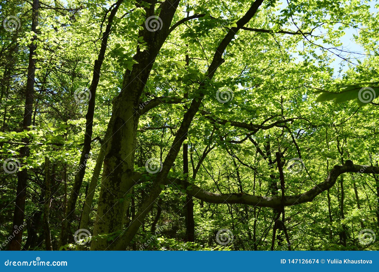Spring Beech Forest with Fresh Light Green Foliage Stock Photo - Image ...
